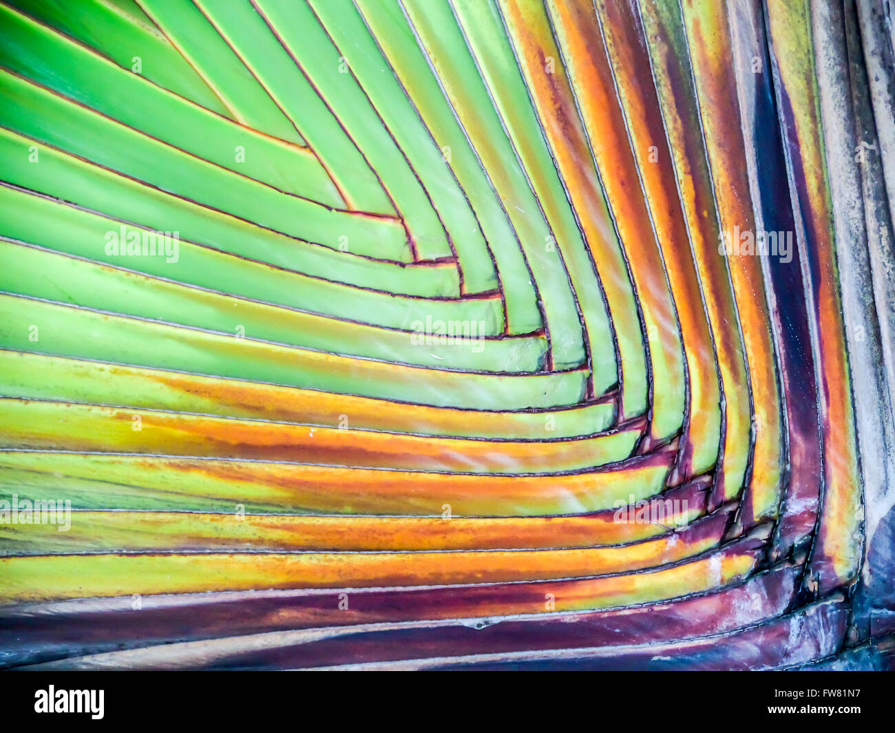 Palm tree body old and young tone color Stock Photo - Alamy