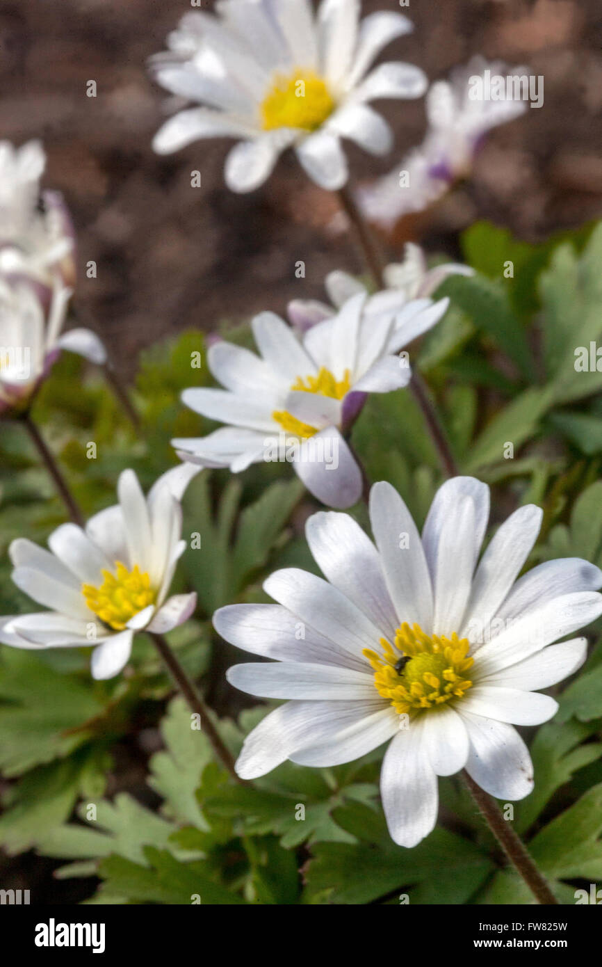White anemone hi-res stock photography and images - Alamy