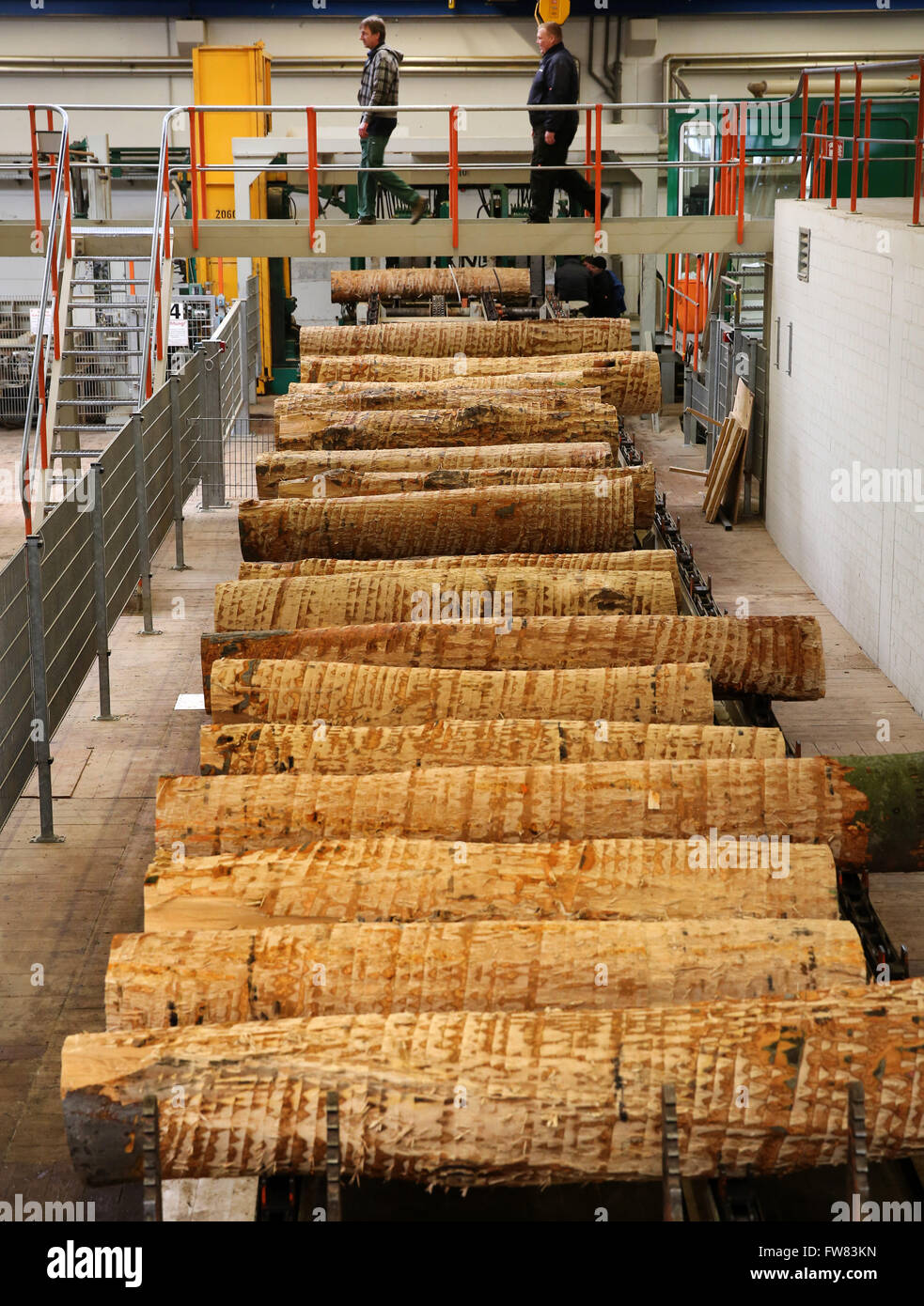 Malchow, Germany. 30th Mar, 2016. Beech tree trunks have been prepared ...