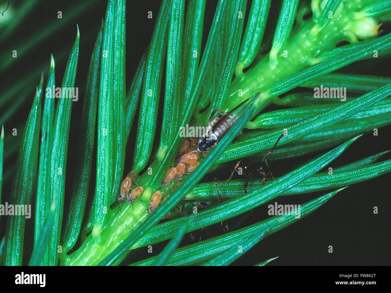 The bark louse Cinara pilicornis (Red-brown powdered spruce tree louse ...