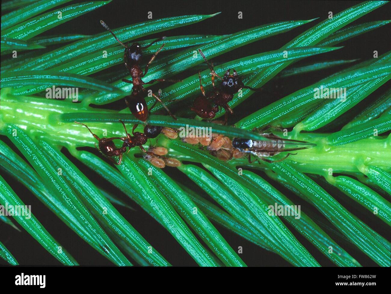 Lachnide hi-res stock photography and images - Alamy