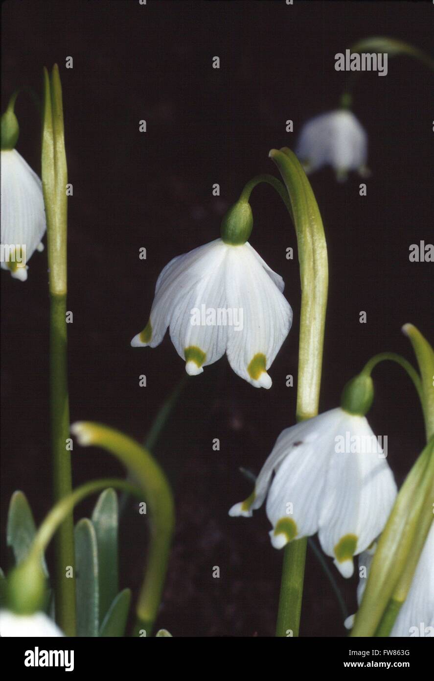 The spring snowflake (Leucojum vernum) is also known as March bells or ...