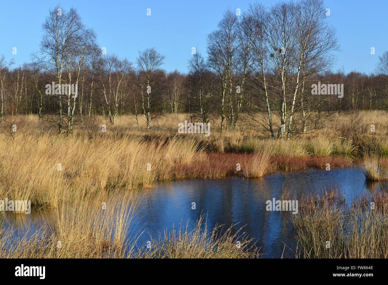Wet environment at the hill moor lake Ewiges Meer with grasses and a ...