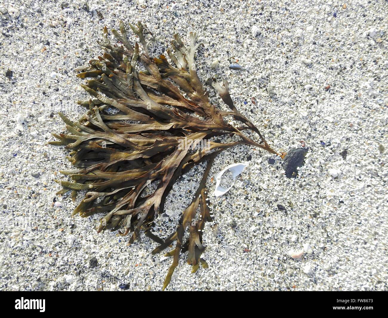 Seaweed on beach, march 2016 Stock Photo - Alamy