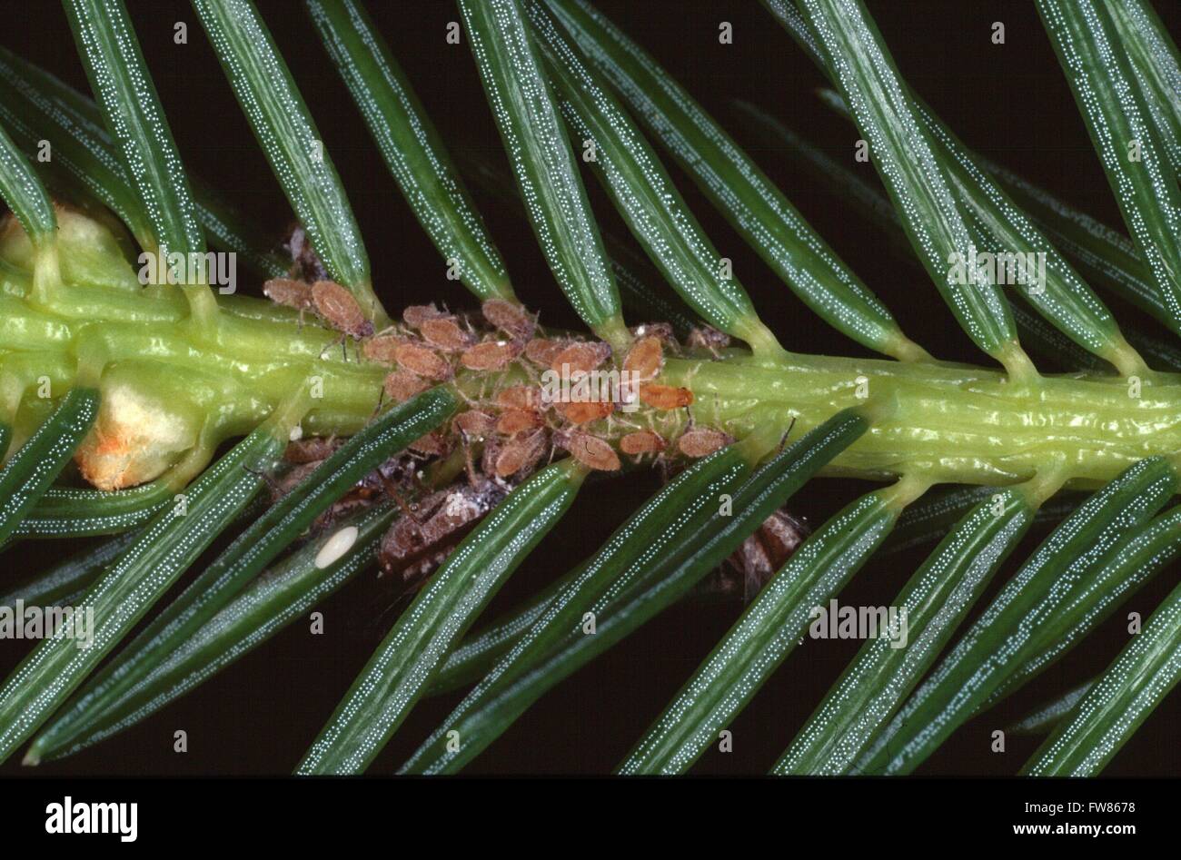 The bark louse Cinara pilicornis (Red-brown powdered spruce tree louse ...
