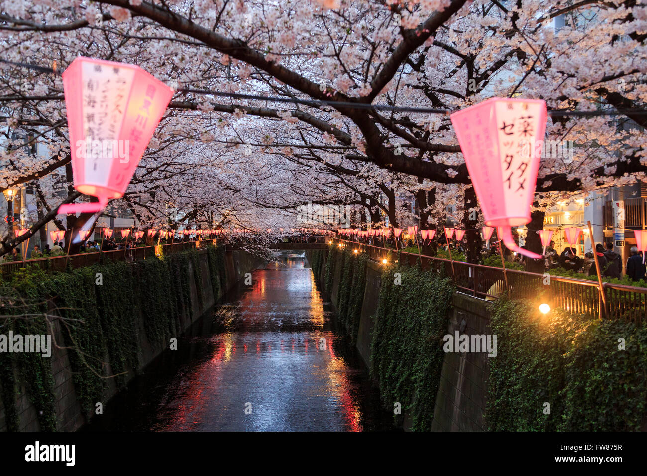 Tokyo, Japan. 1st April, 2016. Cherry blossoms are in full bloom at ...