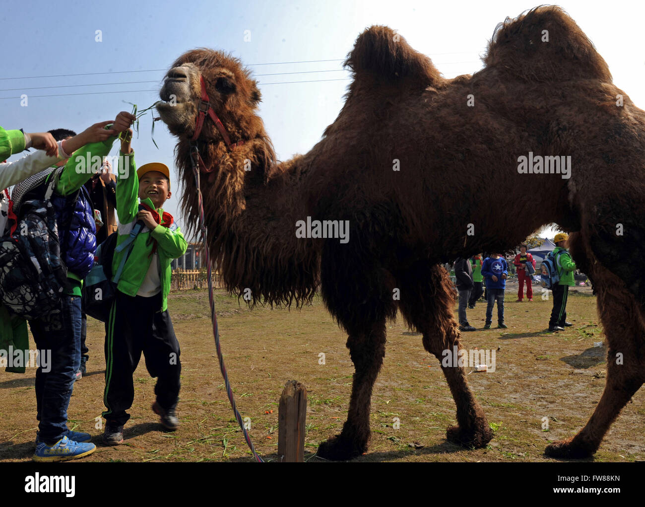 April Fools Day With Camel