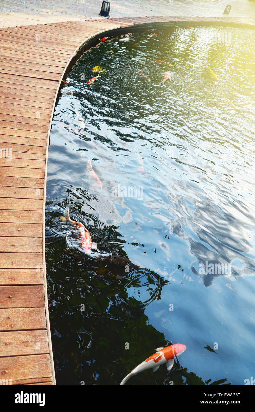 A bright sun ray at the Koi fish pond Stock Photo - Alamy
