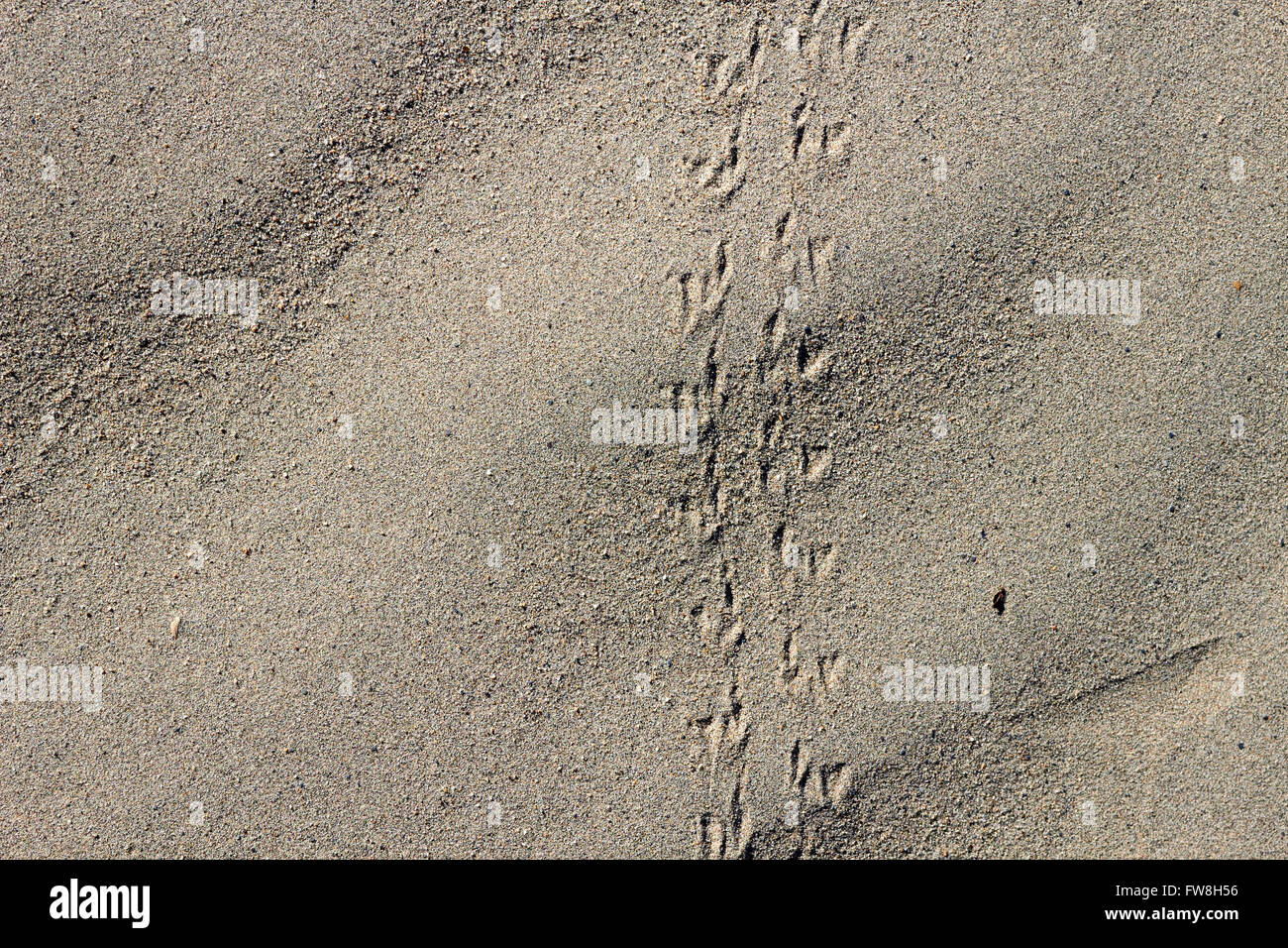 Animal tracks. Sand dunes, Death Valley National Park, California, USA ...