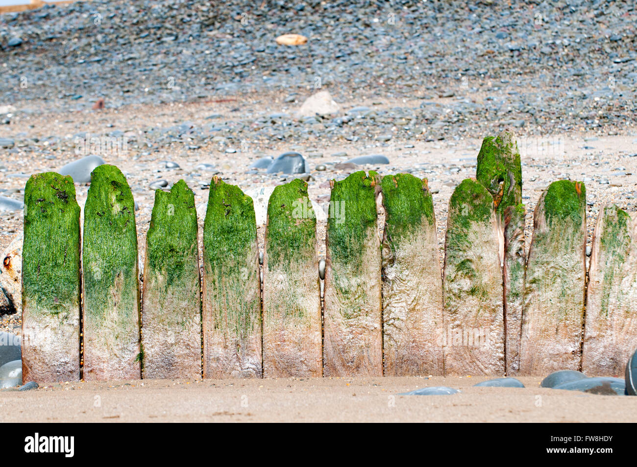 Old wooden breakwater with green seaweed on the top Stock Photo - Alamy