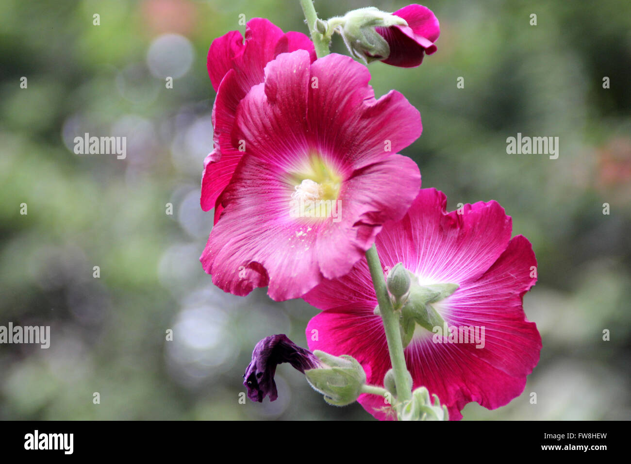 Tall red flowers hi-res stock photography and images - Alamy