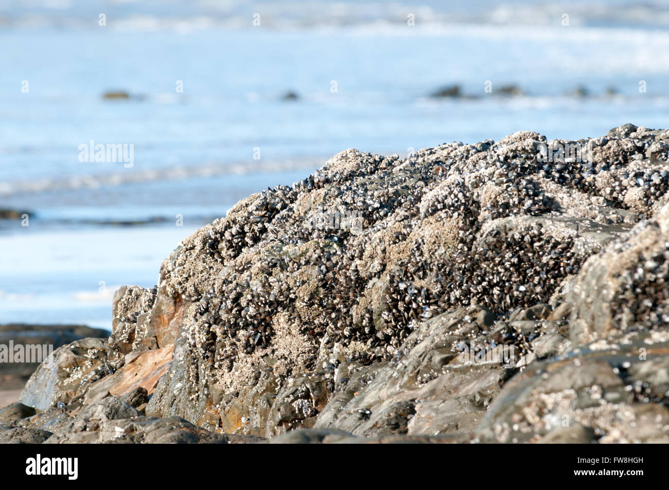 Mussels on a rock at the beach ready to pick Stock Photo - Alamy