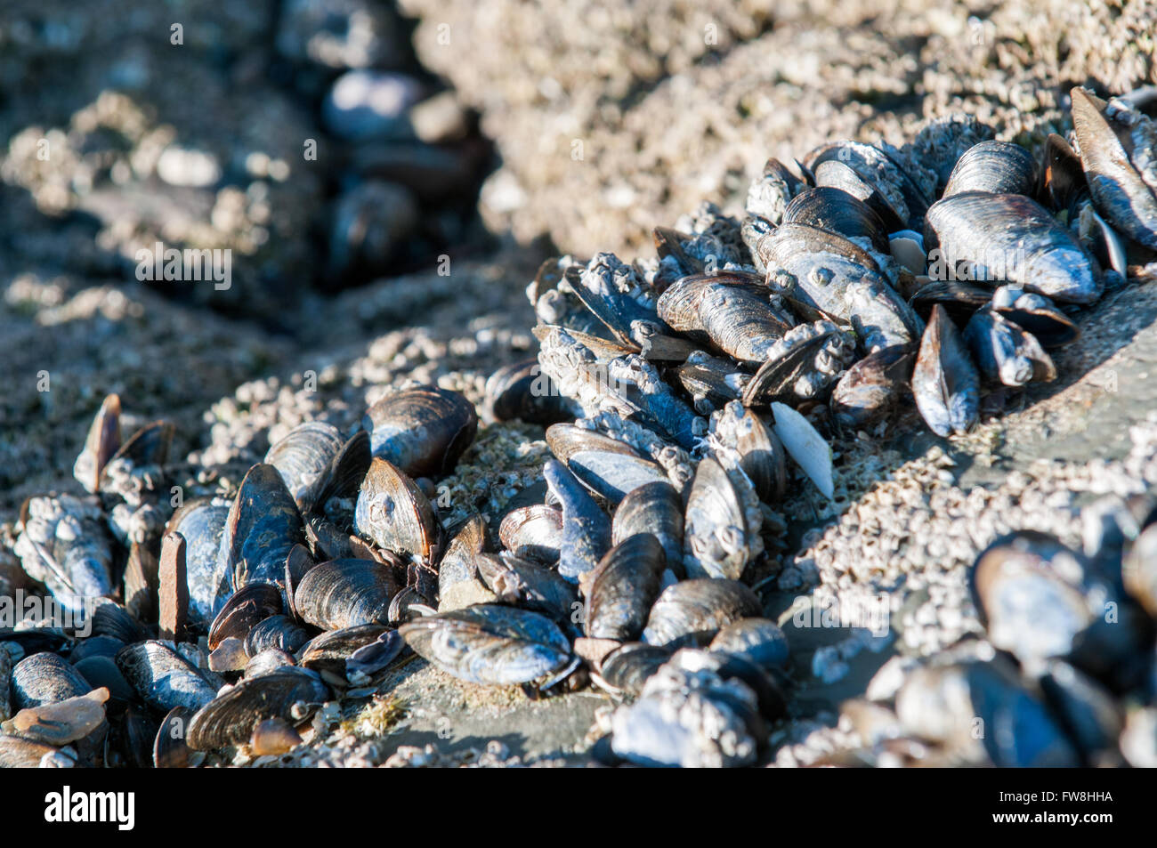 Variety of pebbles in a shallow rock pool Stock Photo - Alamy