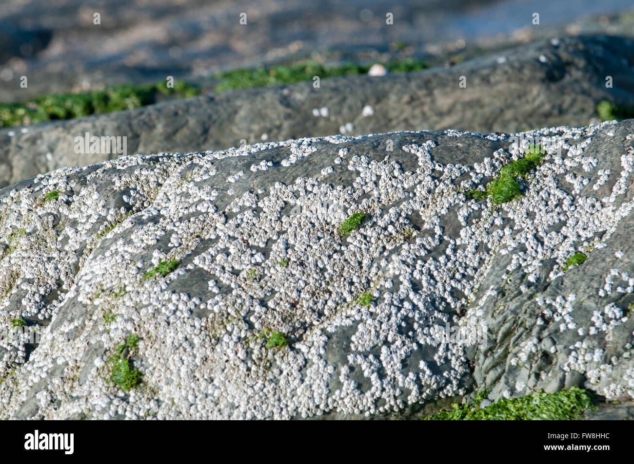 Variety of pebbles in a shallow rock pool Stock Photo - Alamy