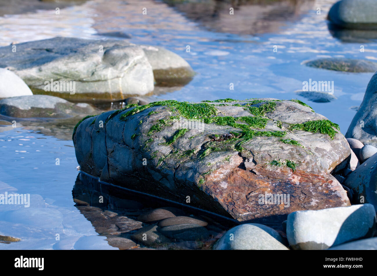 Variety of pebbles in a shallow rock pool Stock Photo - Alamy
