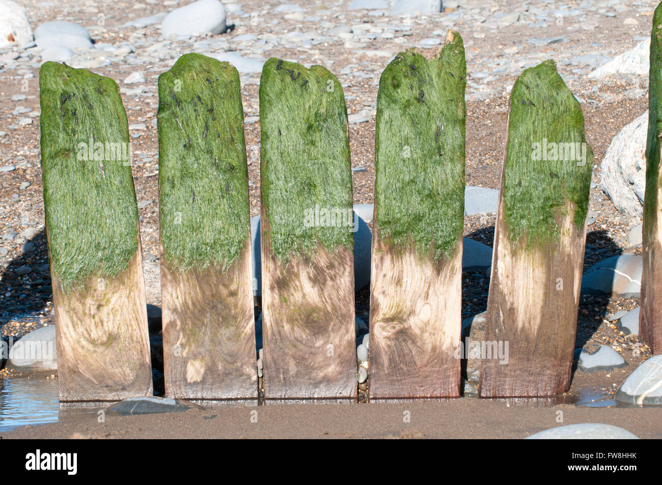 Three wooden posts forming part of an old breakwater Stock Photo - Alamy
