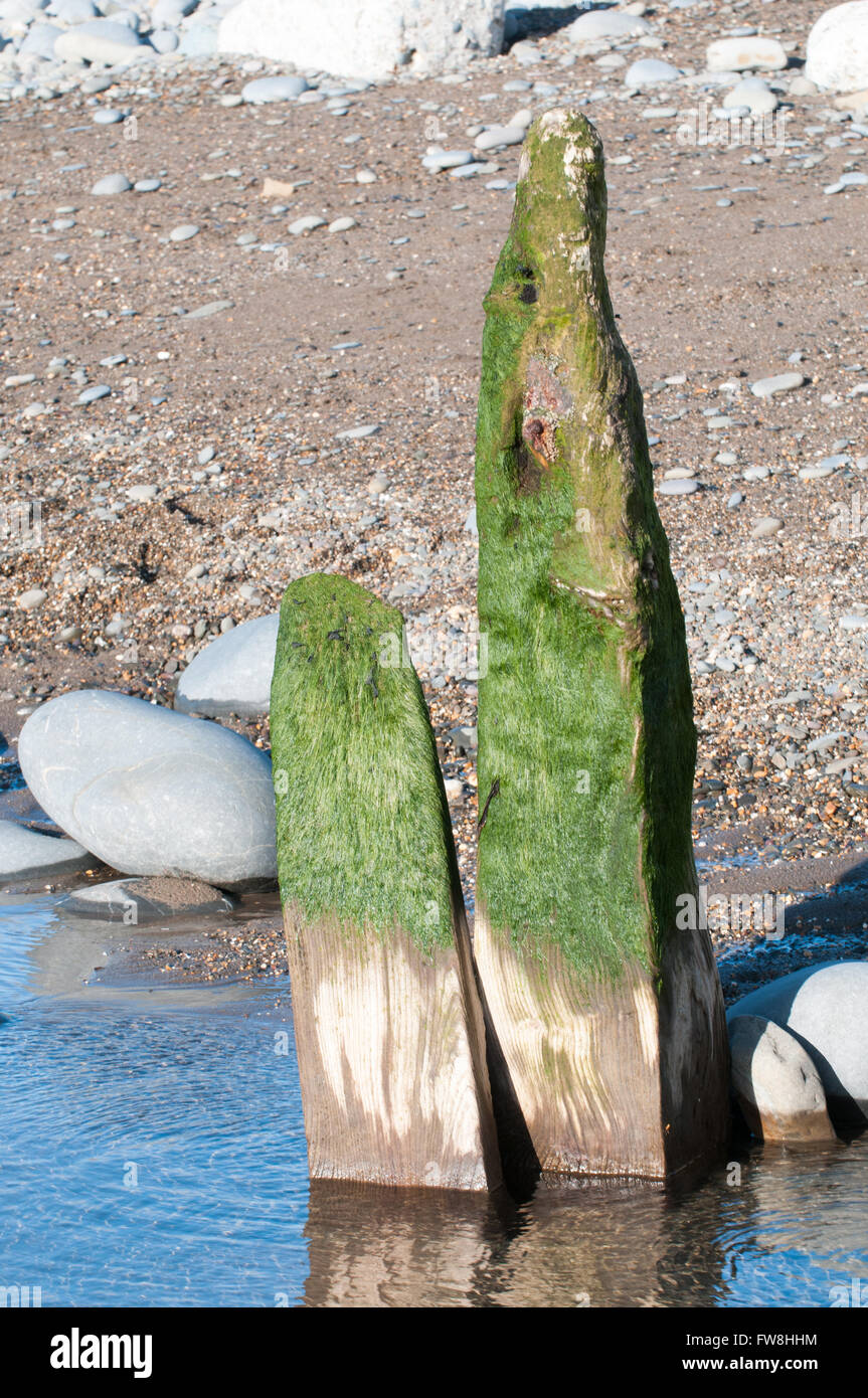 Three wooden posts forming part of an old breakwater Stock Photo - Alamy