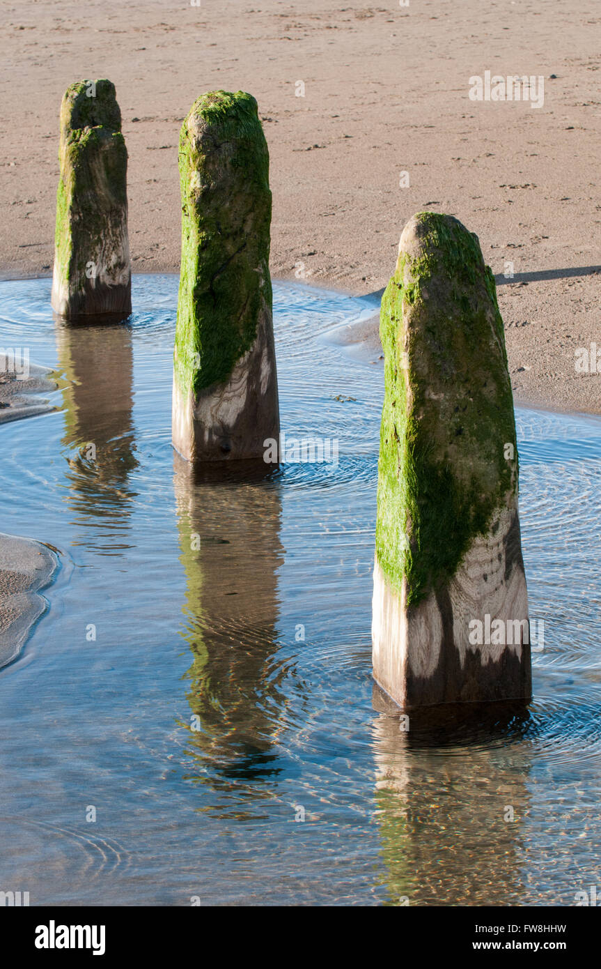 Three wooden posts forming part of an old breakwater Stock Photo - Alamy