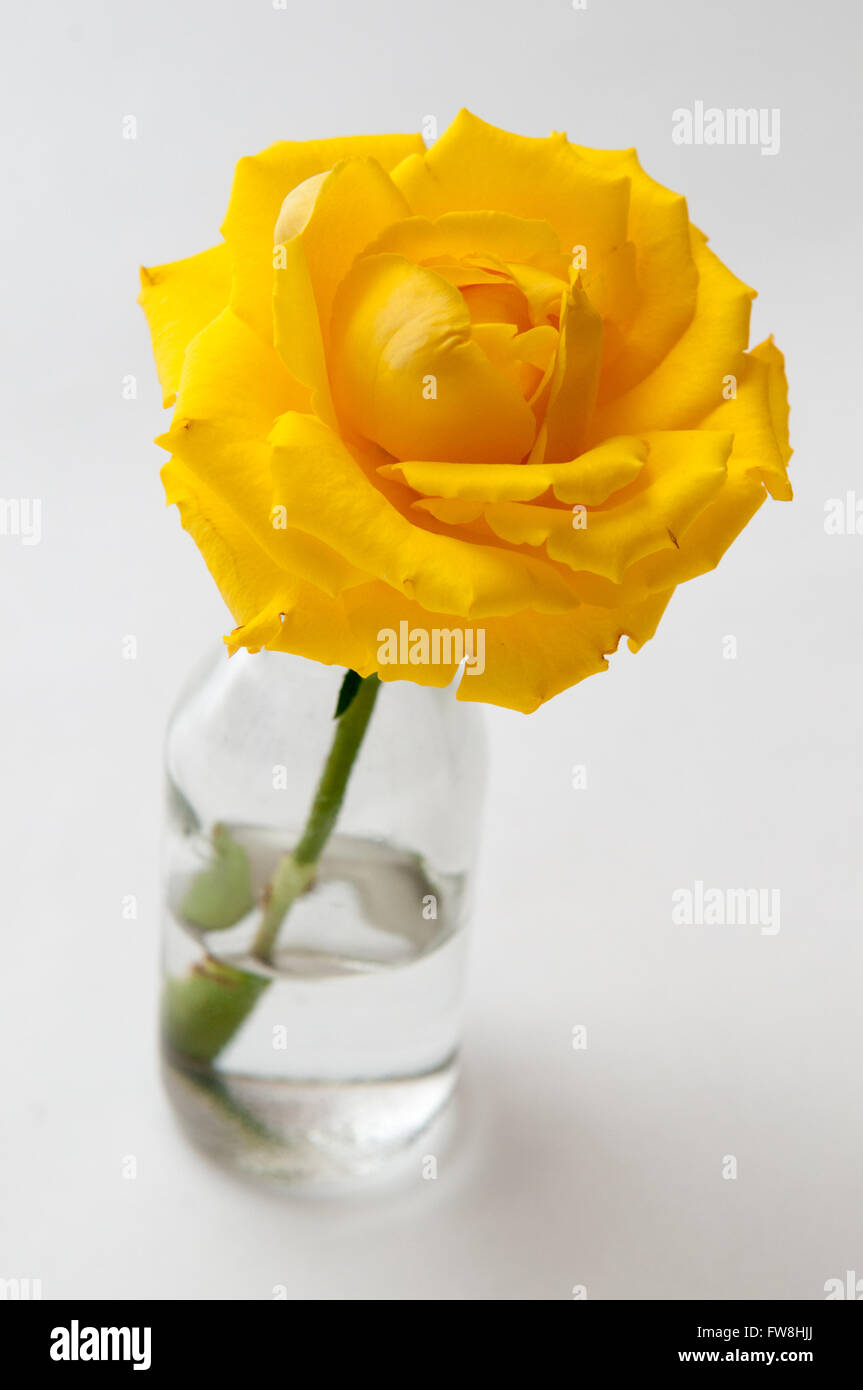 Bright yellow roses hi-res stock photography and images - Alamy