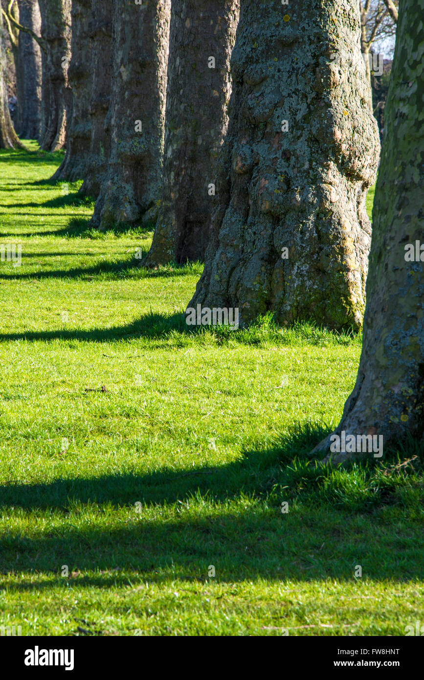 Avenue of London Plane trees in Kensington Gardens Stock Photo - Alamy