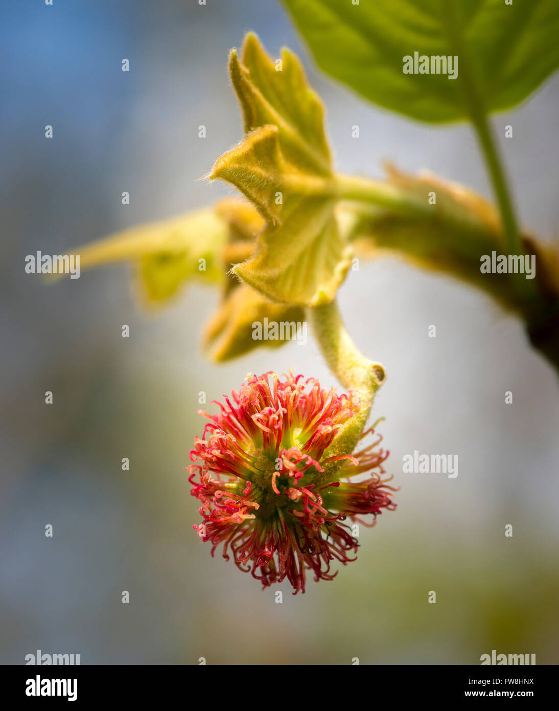 London Plane Tree Flower Stock Photo - Alamy