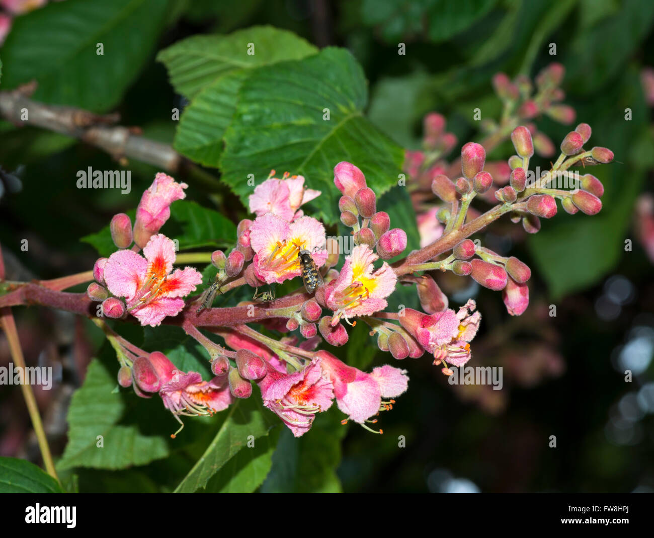 Chestnut tree flower hi-res stock photography and images - Alamy