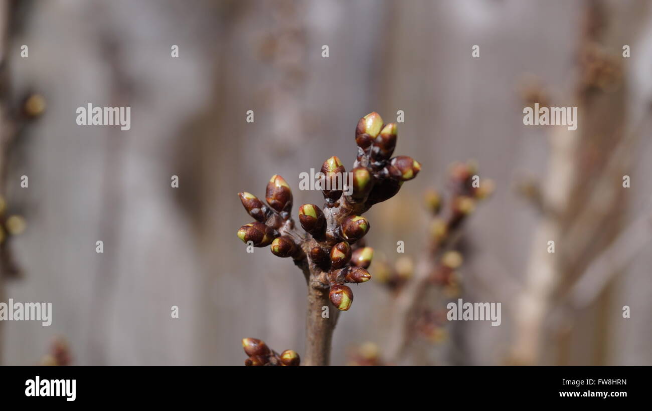 Focus on new buds on cherry tree at the start of spring Stock Photo - Alamy
