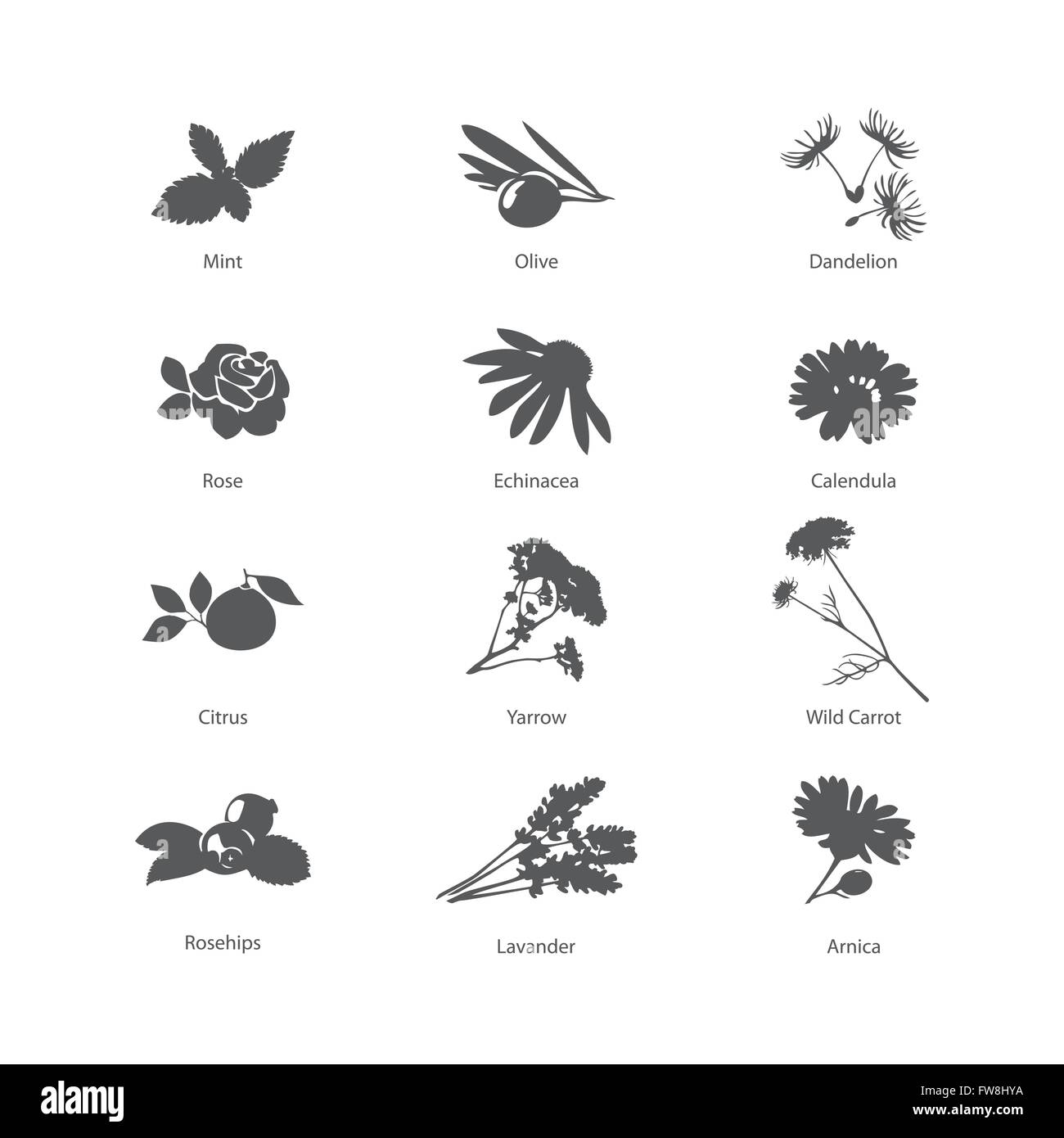 Herb spice package design Stock Vector Images - Alamy