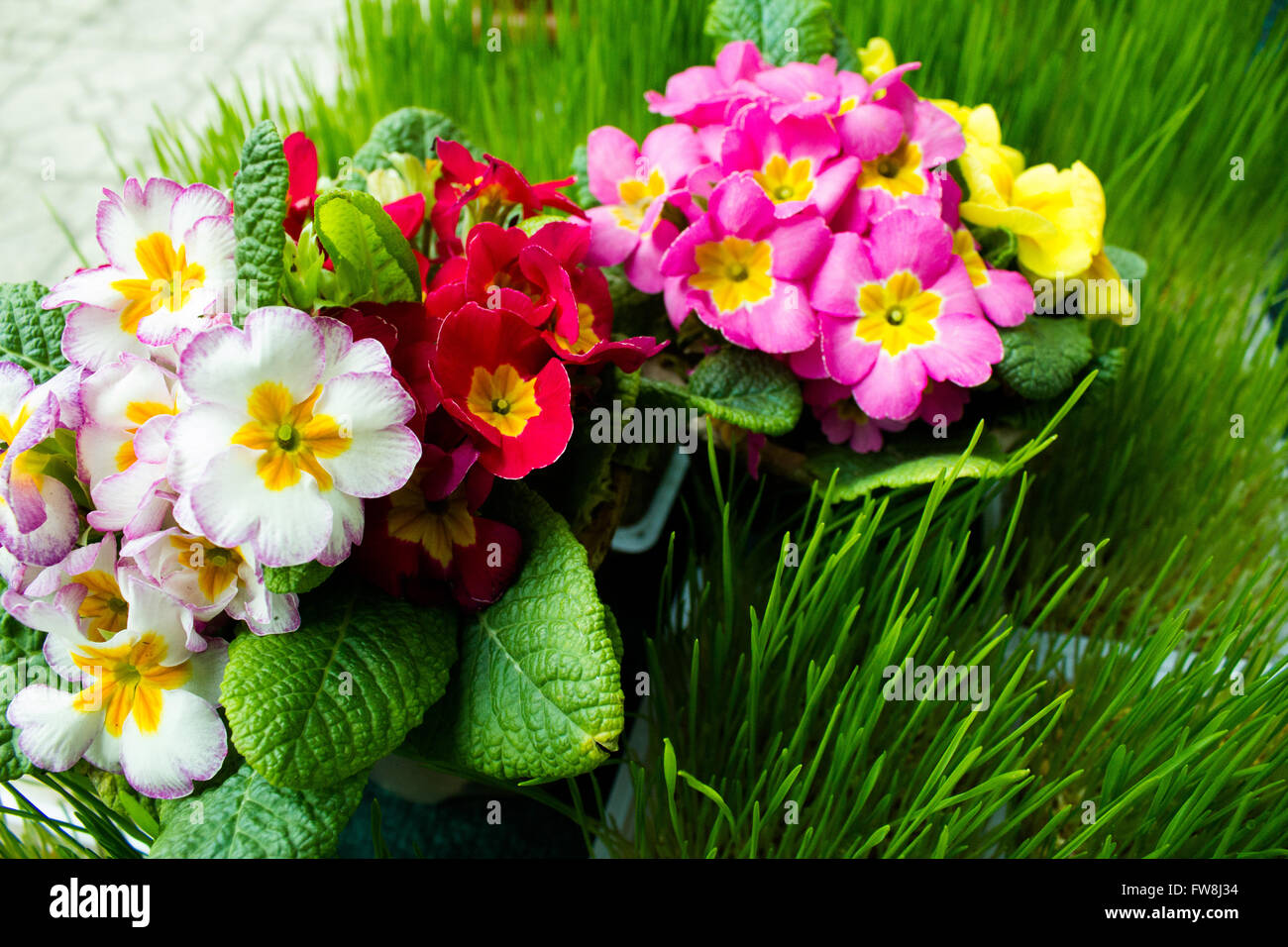 Primrose flower hi-res stock photography and images - Alamy