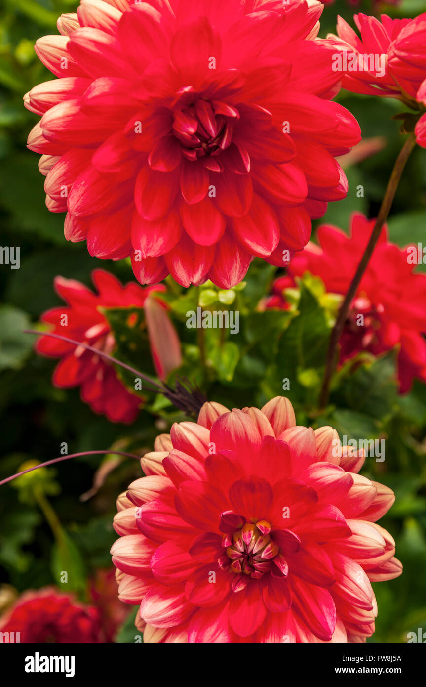 Closeup meadow hi-res stock photography and images - Alamy