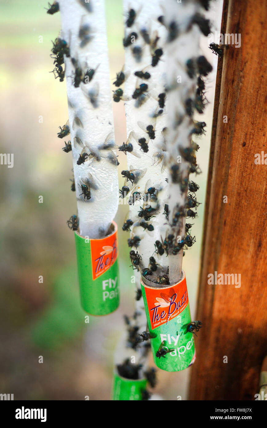 Dead flies stuck to a flypaper in the window of a house Stock Photo - Alamy