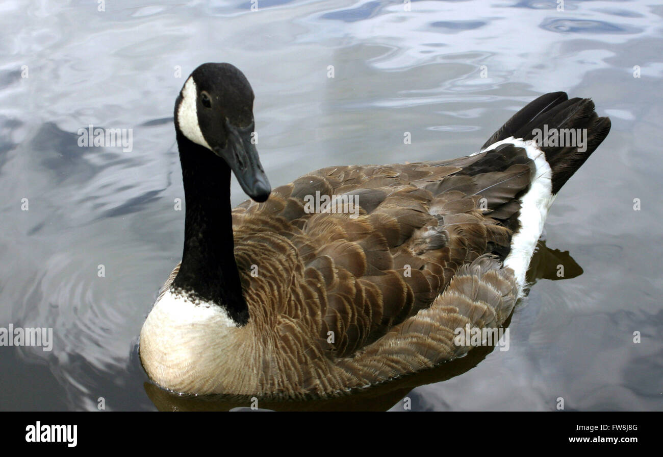 Goose and nature hi-res stock photography and images - Alamy