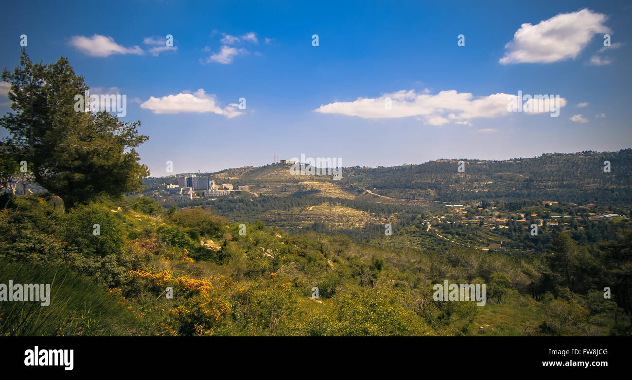 Olive trees israel hi-res stock photography and images - Alamy