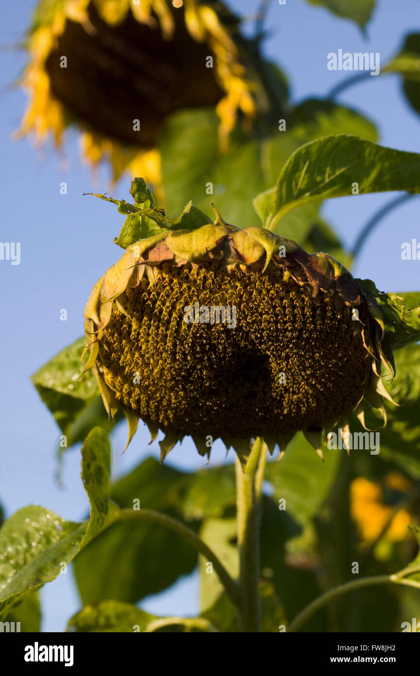 Sunflower seed heads garden hi-res stock photography and images - Alamy