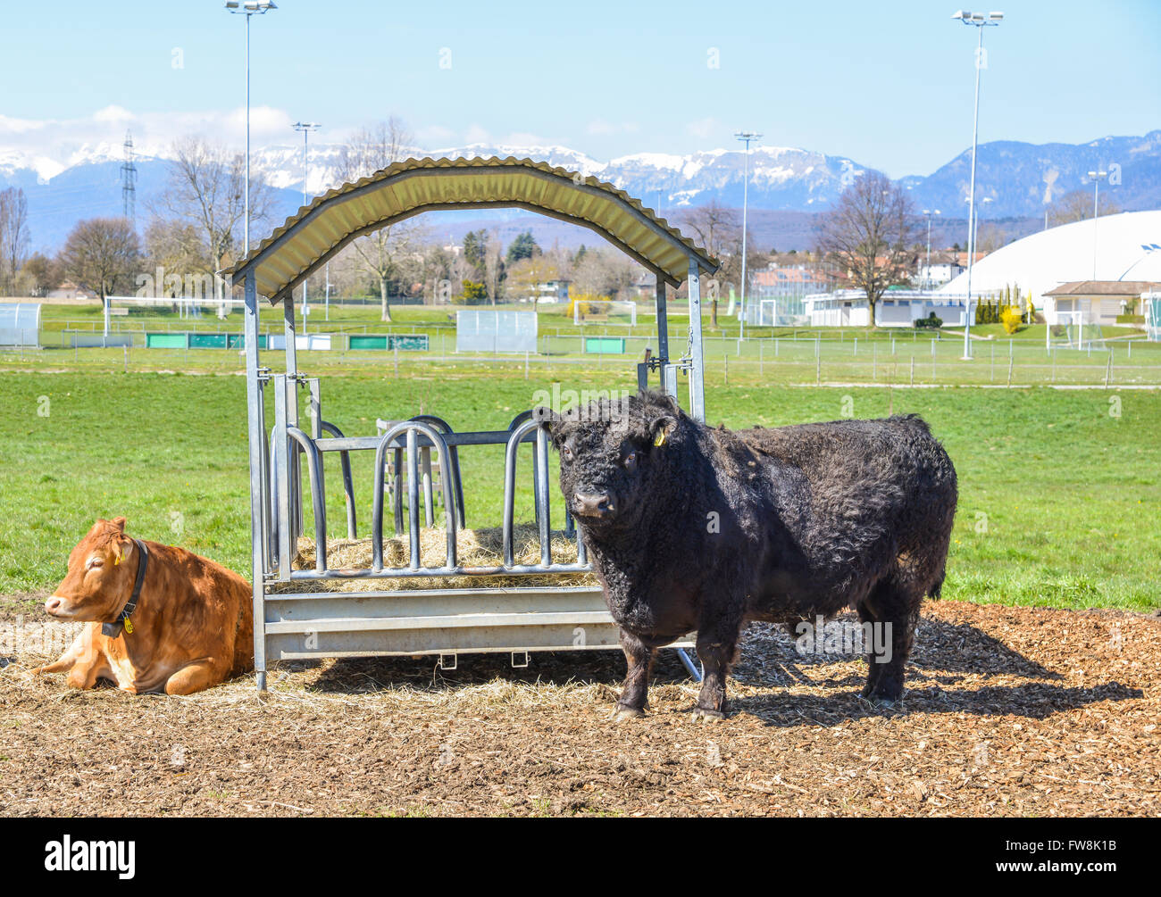 Swiss bull and cows Stock Photo - Alamy