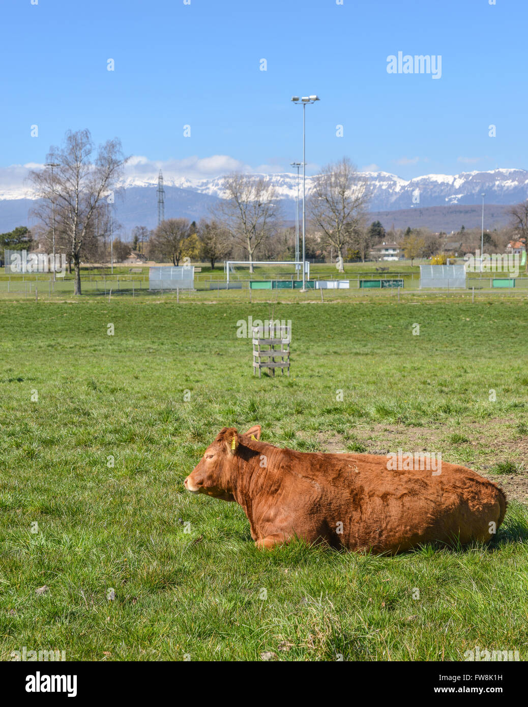Swiss cow on field with Alps on background Stock Photo - Alamy