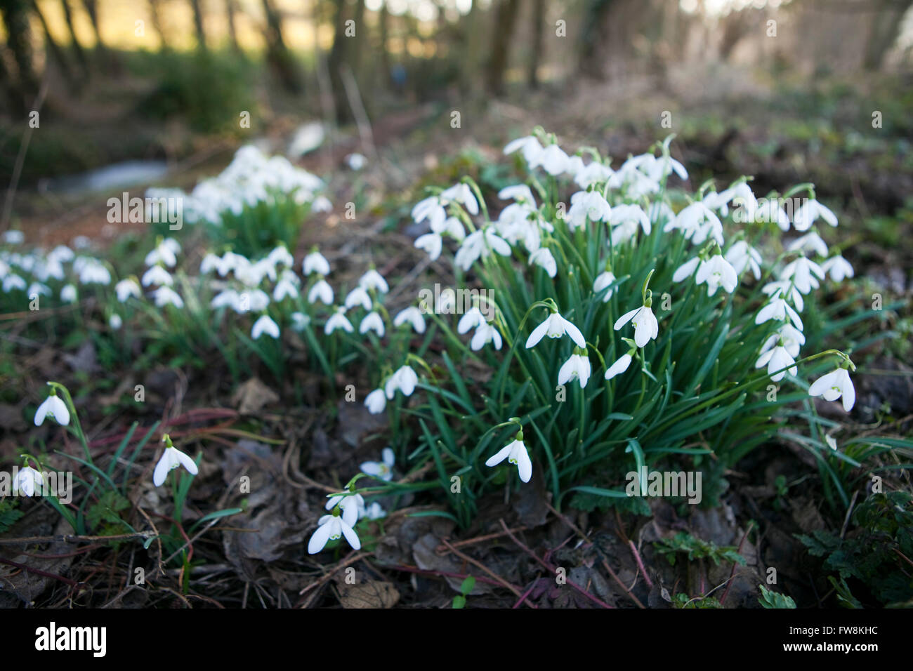 A group of tiny snowdrop blooms poking throught the wooded forest floor ...