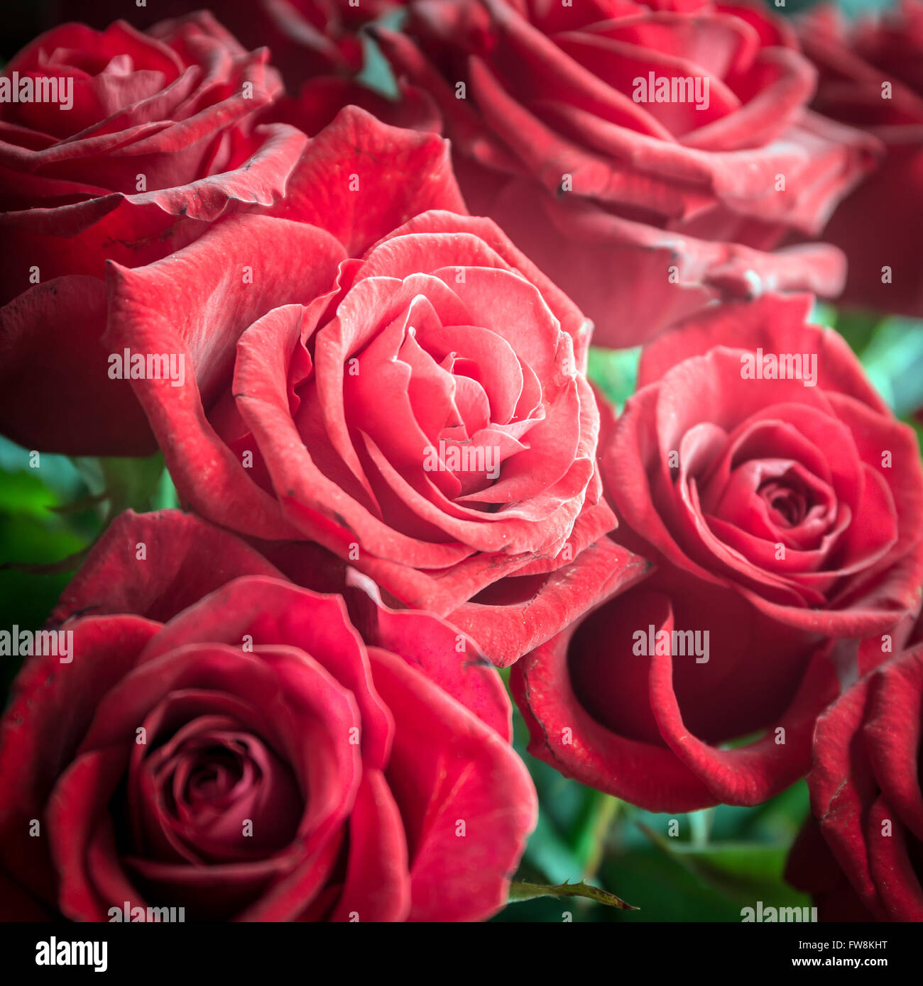 Closeup of beautiful freshly cut red roses bouquet Stock Photo - Alamy