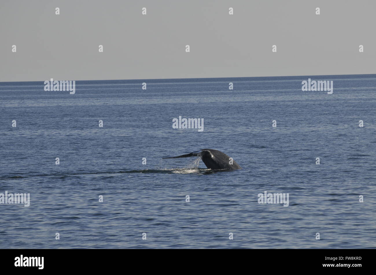 Ballena azul ballena azul hi-res stock photography and images - Alamy