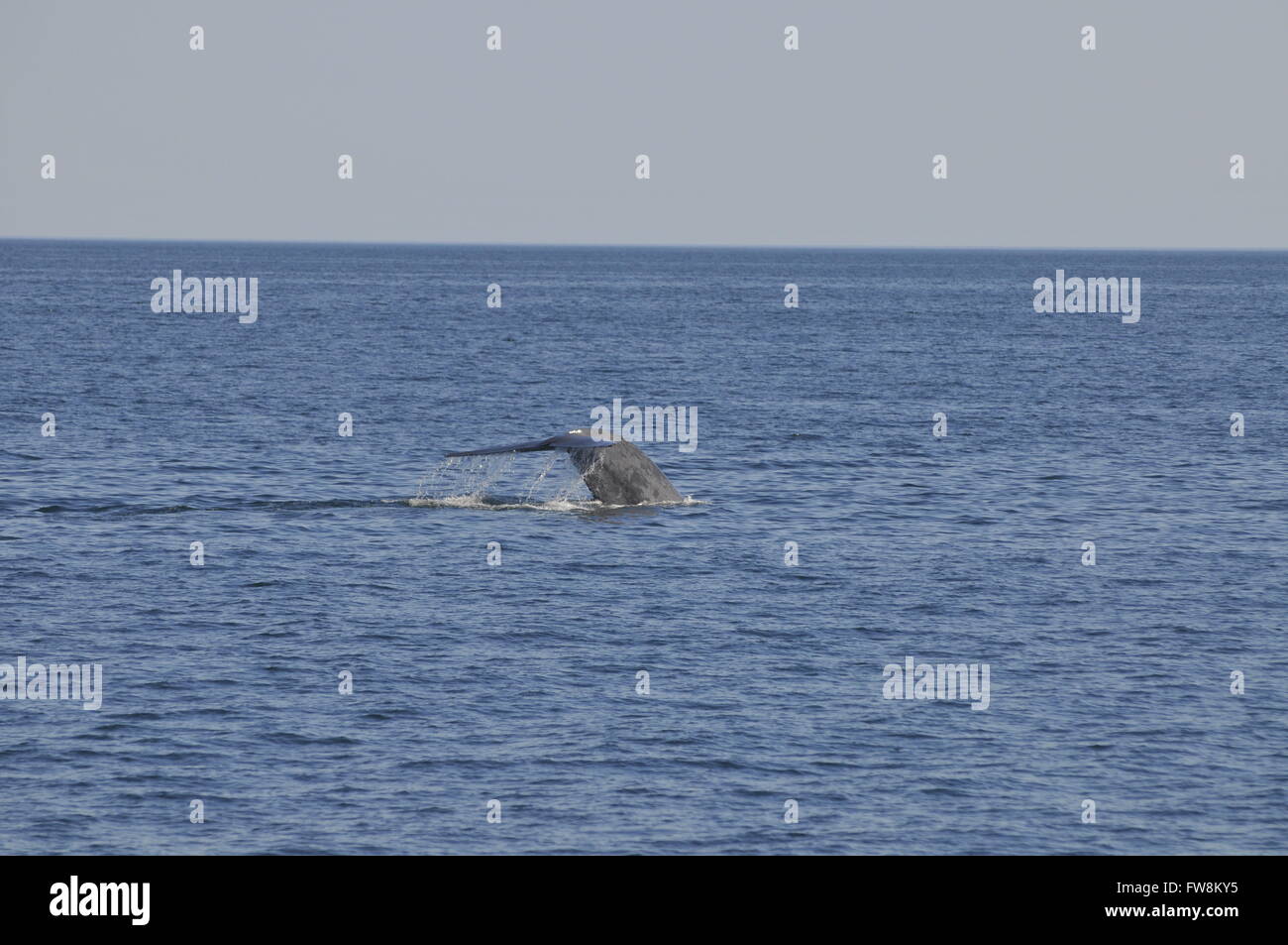 Ballena azul balaenoptera musculus hi-res stock photography and images ...