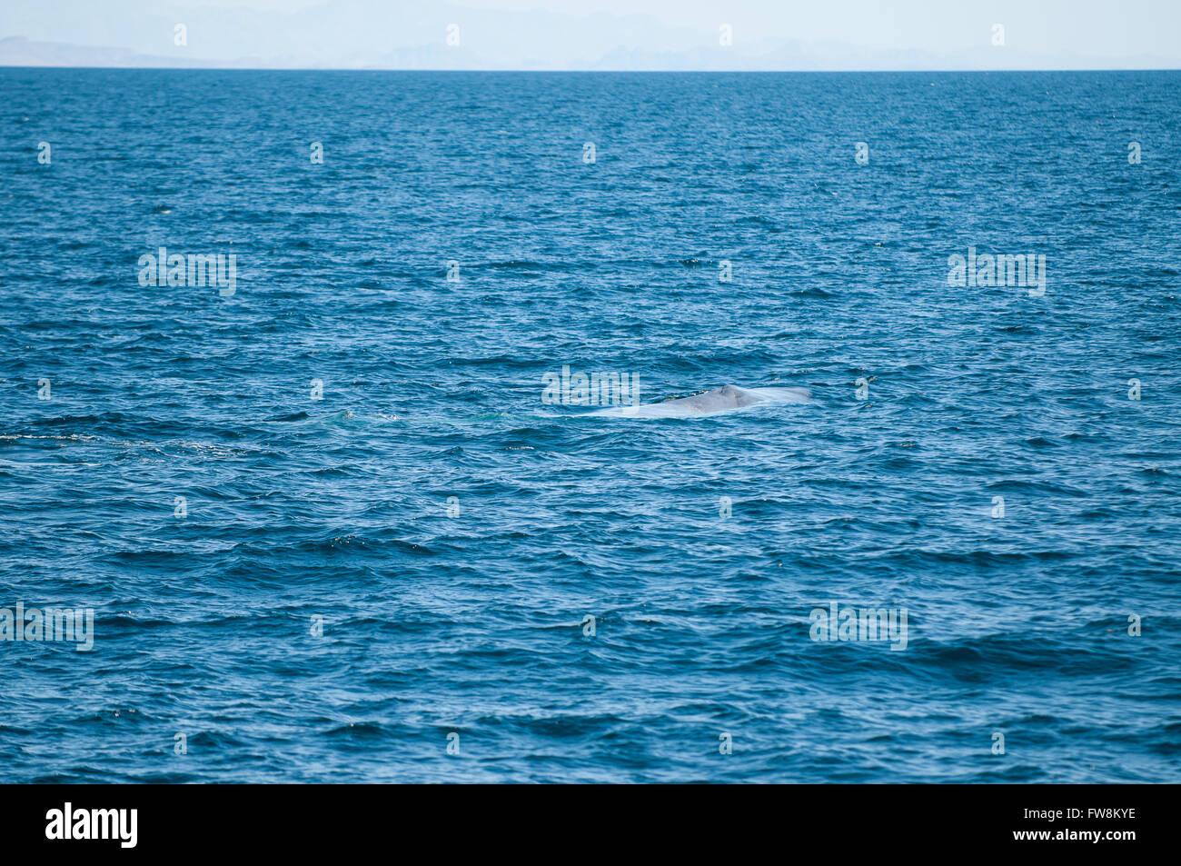 Ballena azul hi-res stock photography and images - Alamy