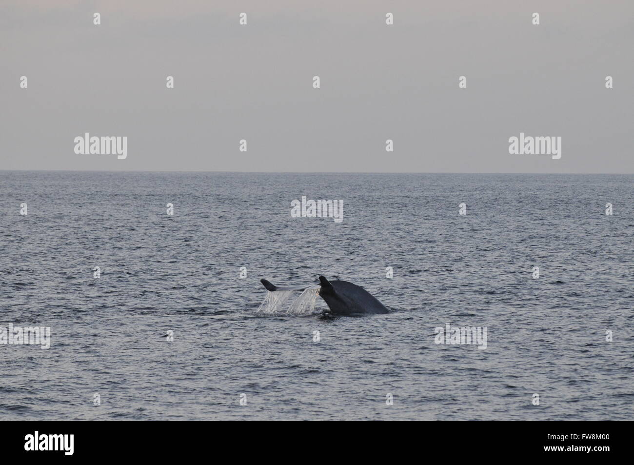 Ballena azul balaenoptera musculus hi-res stock photography and images ...