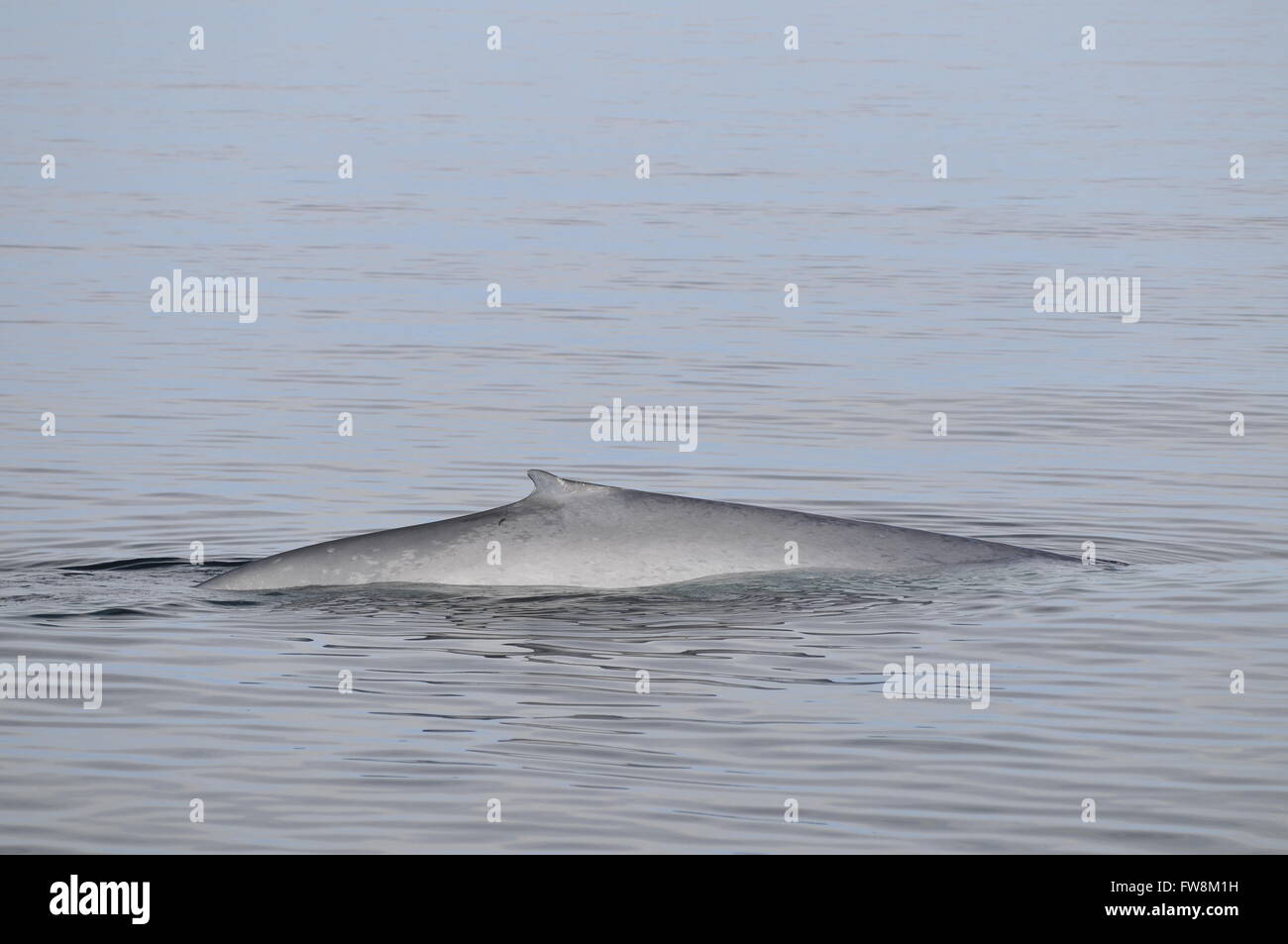 Ballena azul ballena azul hi-res stock photography and images - Alamy