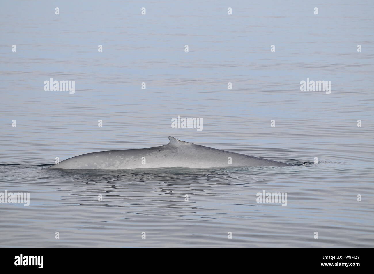 Ballena azul balaenoptera musculus hi-res stock photography and images ...