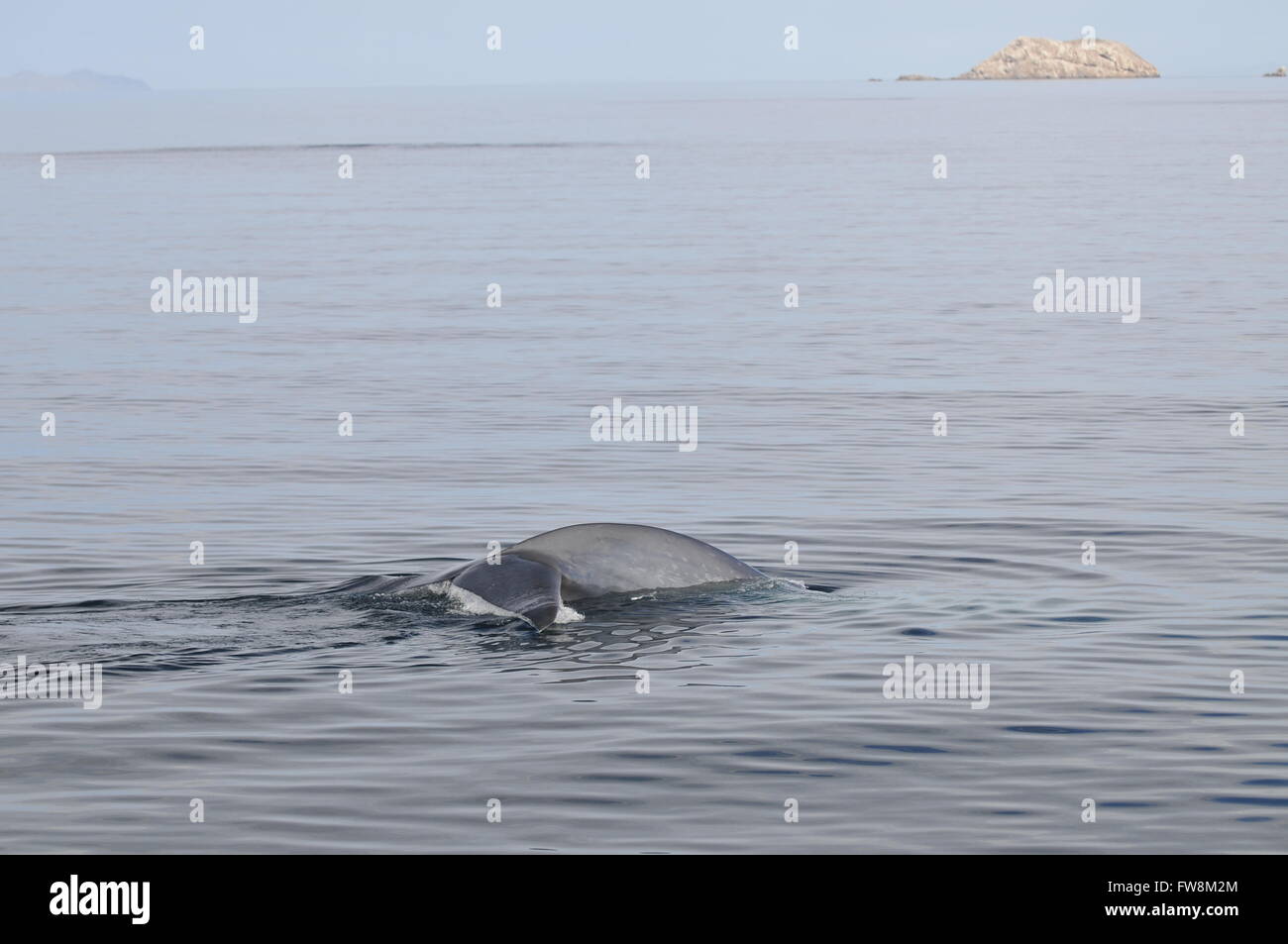 Ballena azul balaenoptera musculus hi-res stock photography and images ...