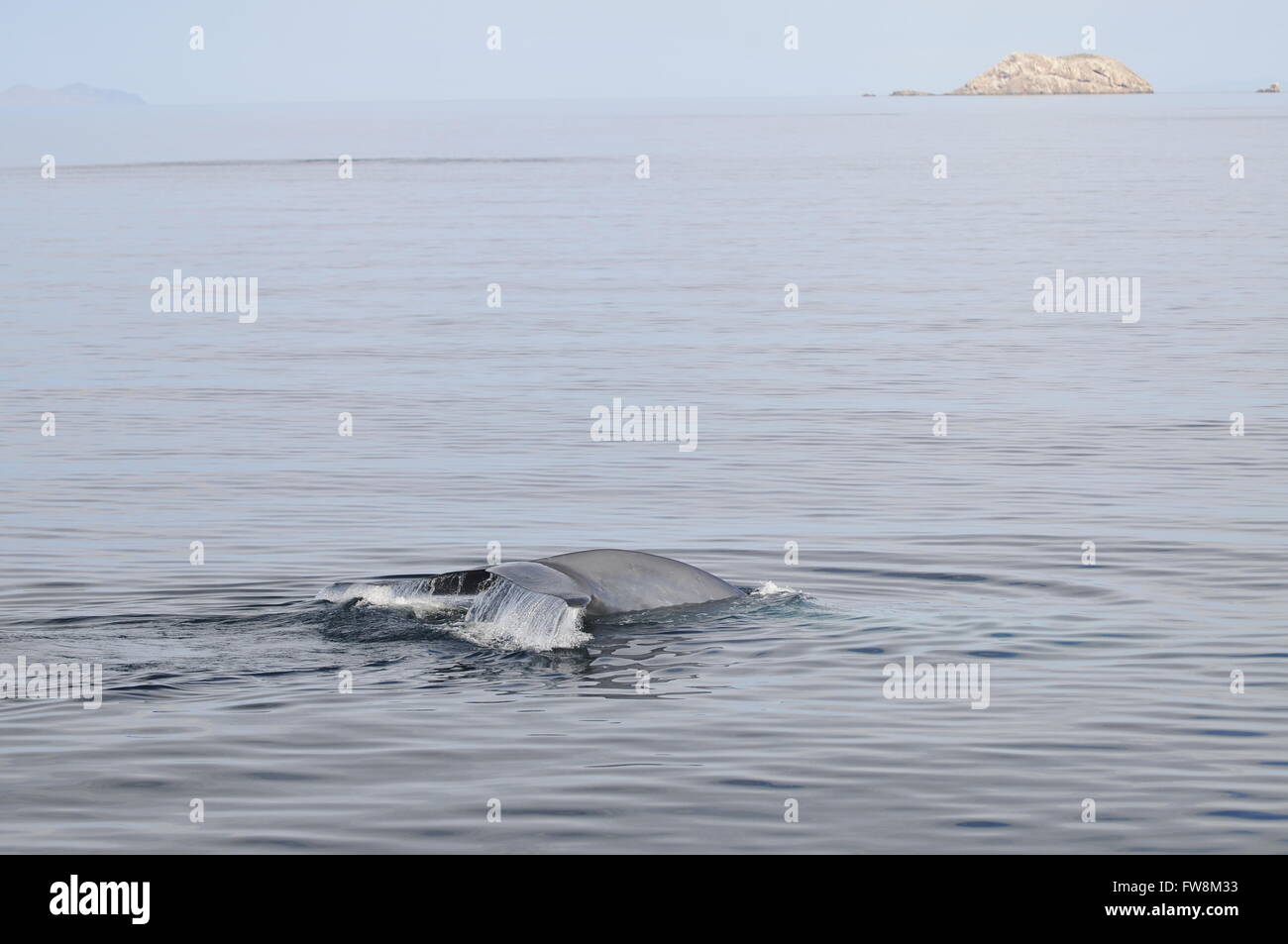 Ballena azul balaenoptera musculus hi-res stock photography and images ...