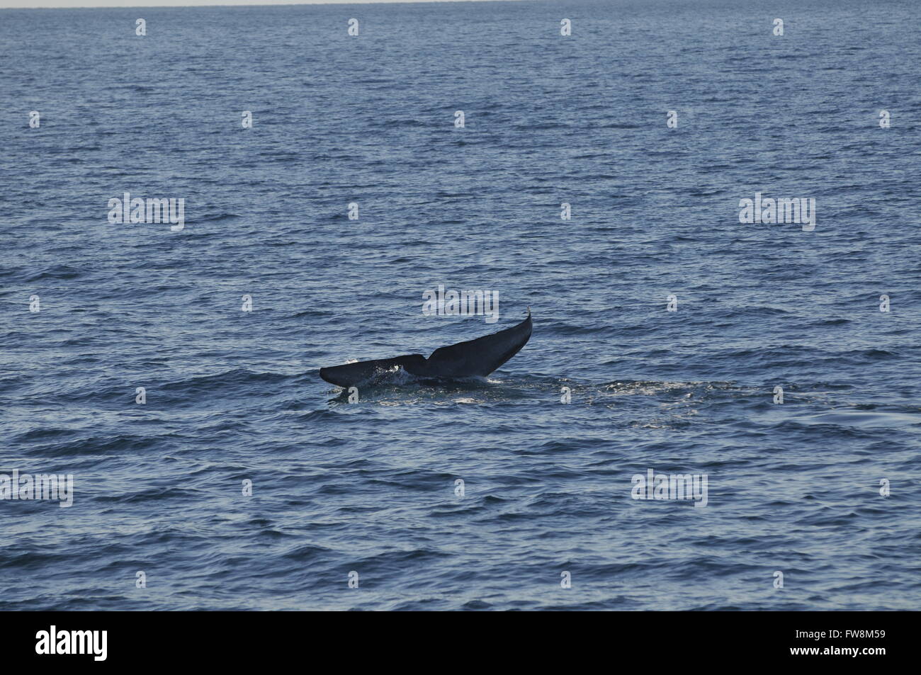 Ballena azul ballena azul hi-res stock photography and images - Alamy