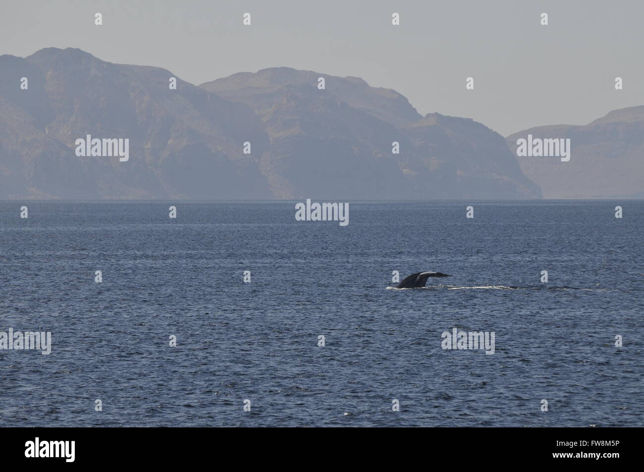 Ballena azul balaenoptera musculus hi-res stock photography and images ...