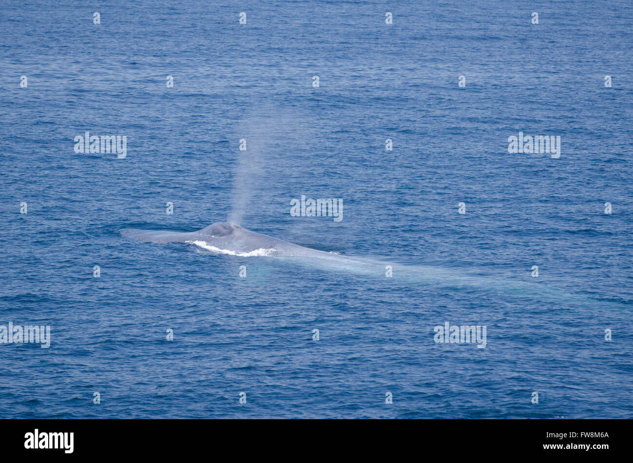 Blue whale Balaenoptera musculus in Mexico's Sea of Cortez Stock Photo ...