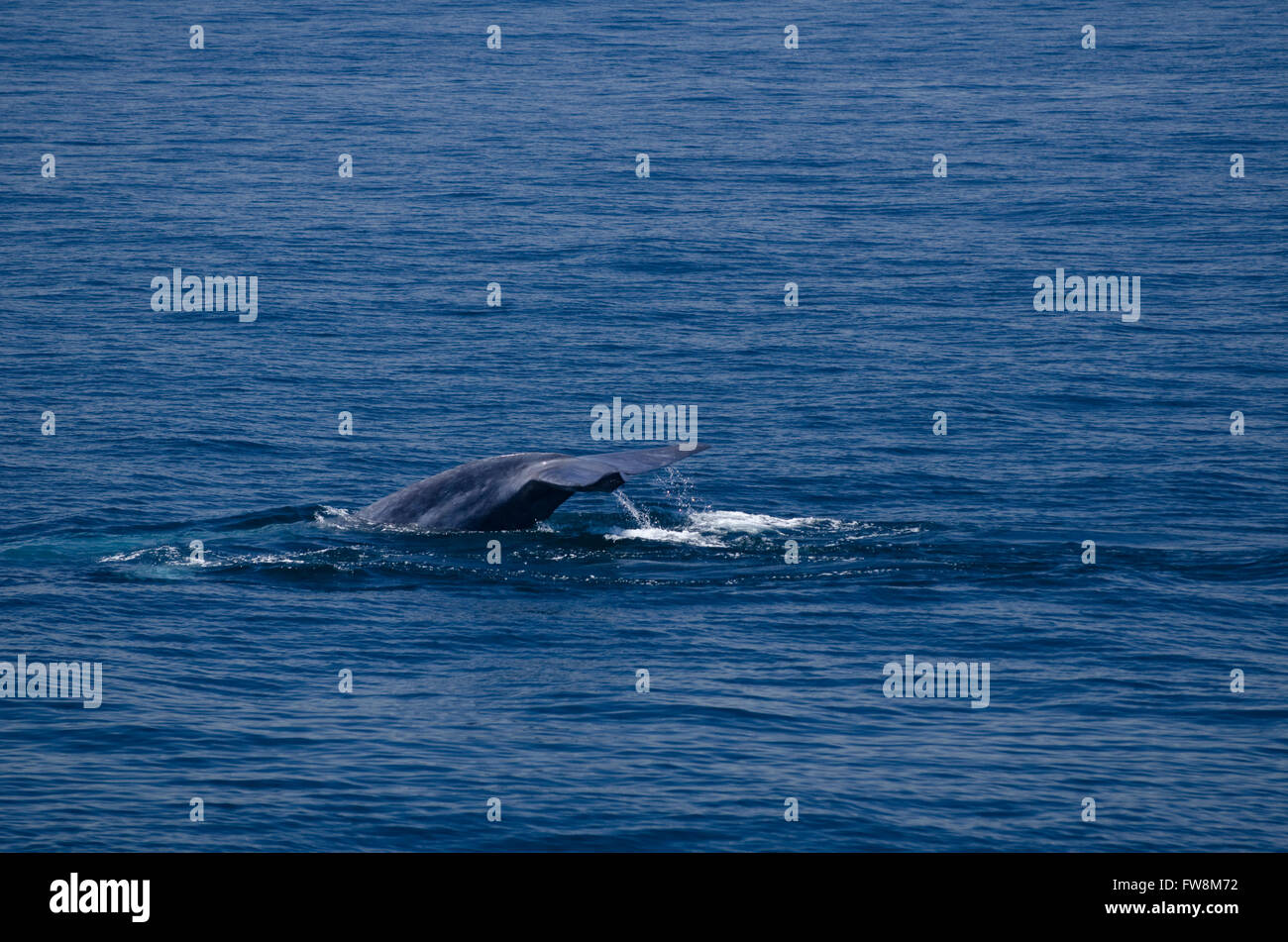 Ballena azul balaenoptera musculus hi-res stock photography and images ...